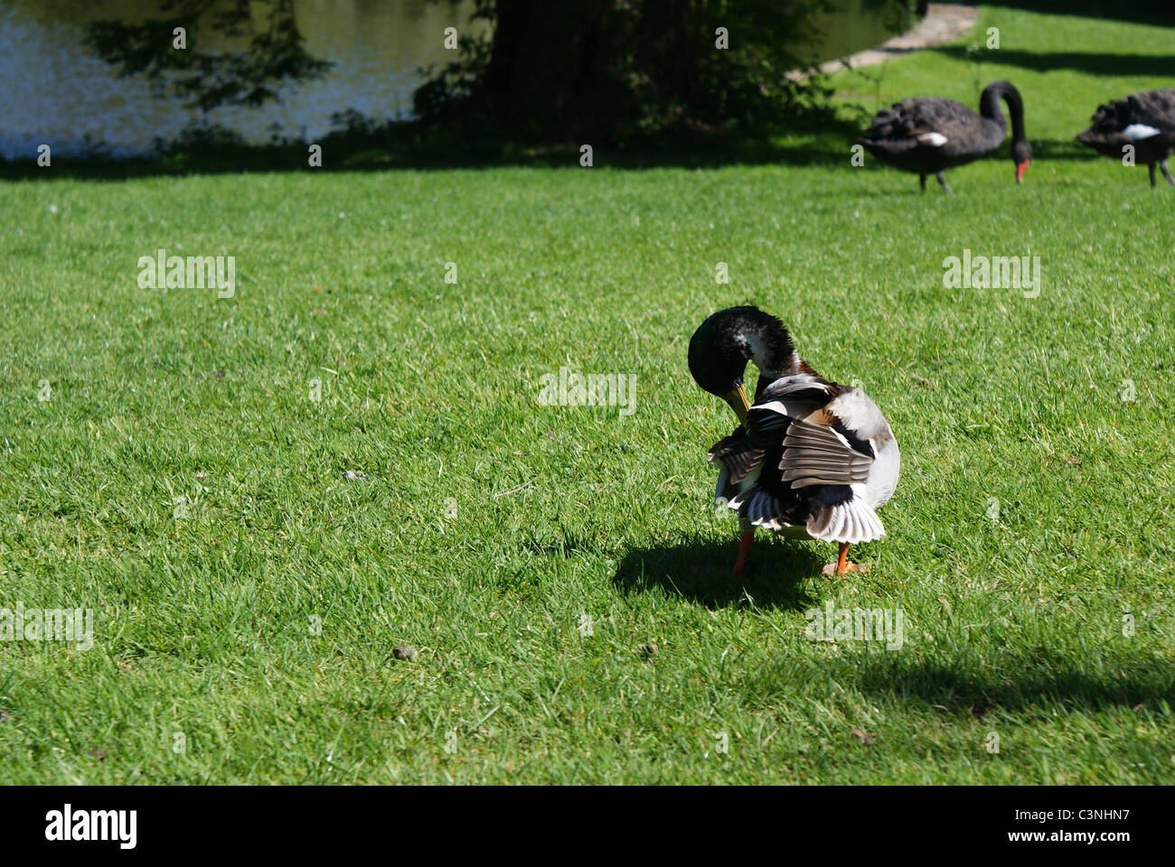 Birds at work Stock Photo - Alamy
