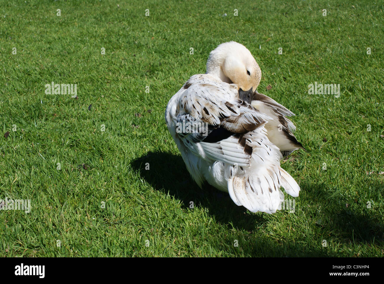 Birds at work Stock Photo - Alamy