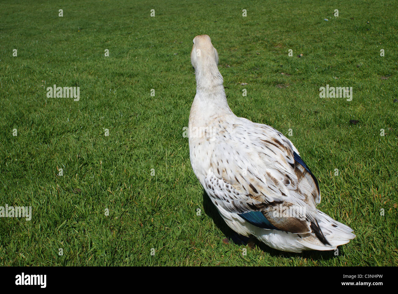 Birds at work Stock Photo - Alamy