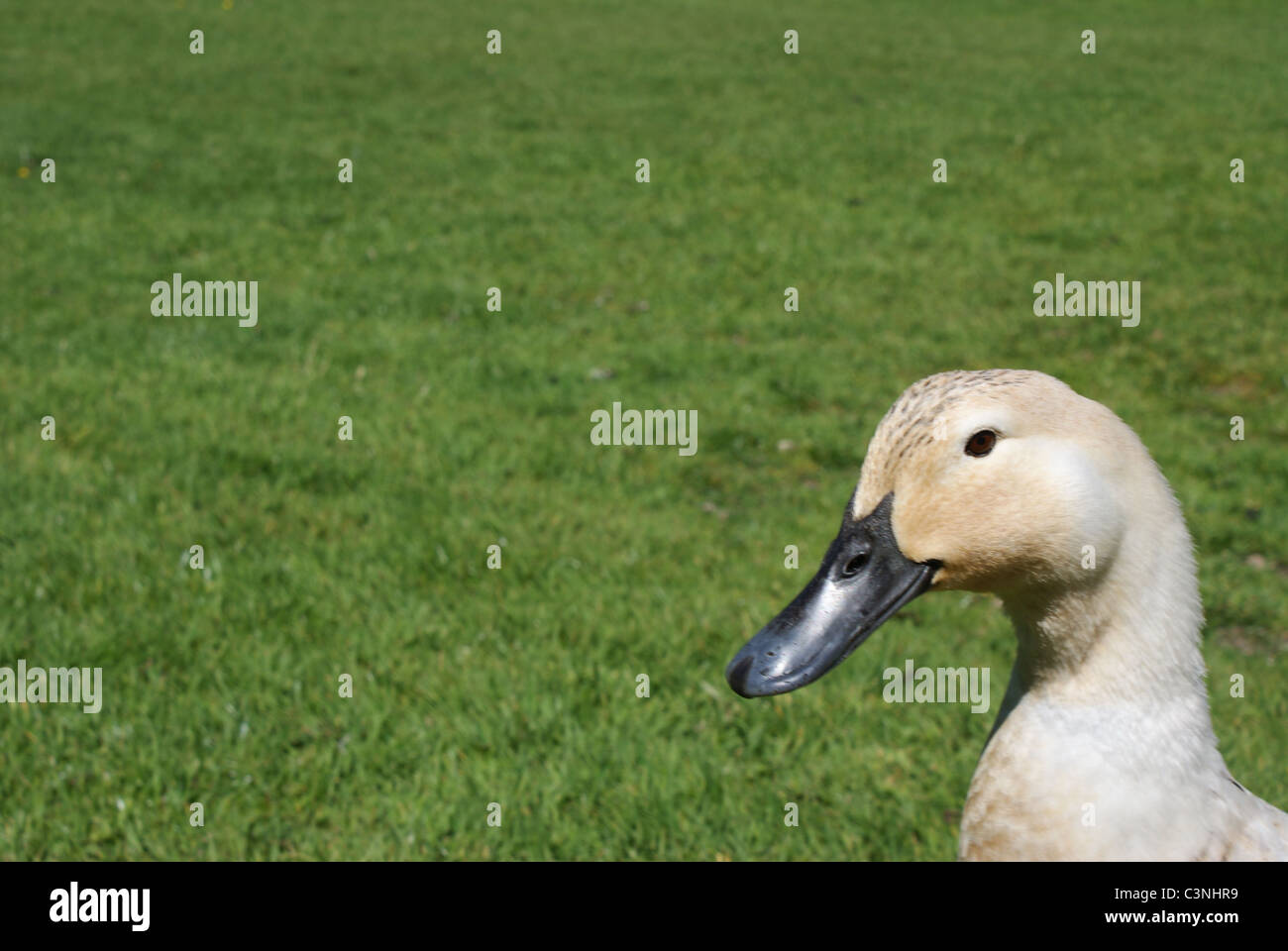 Birds at work Stock Photo - Alamy