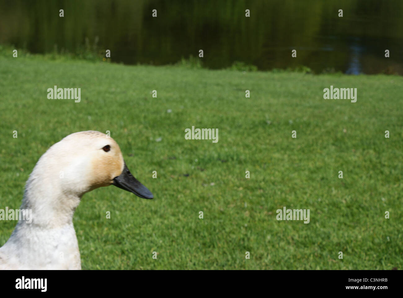 Birds at work Stock Photo - Alamy