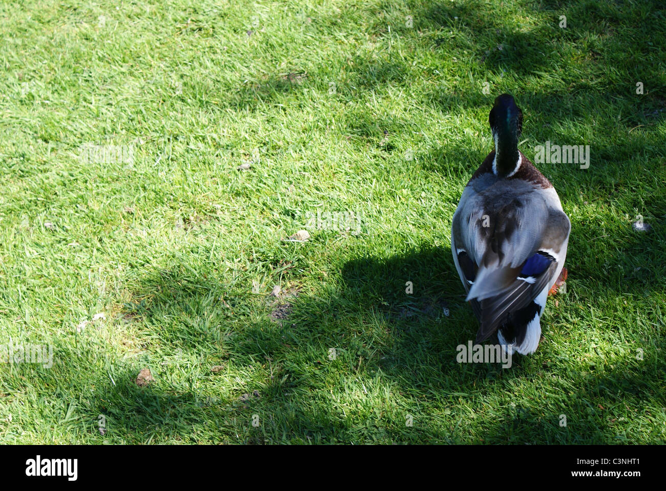 Birds at work Stock Photo - Alamy
