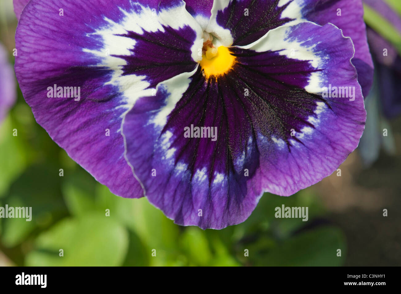 Purple Pansy Flower growing in an English country garden Stock Photo ...