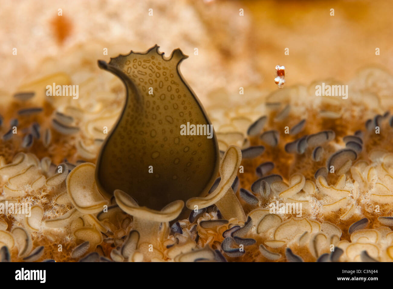 Cassiopea andromeda (Upside-down jellyfish) and its symbiotic shrimp ...
