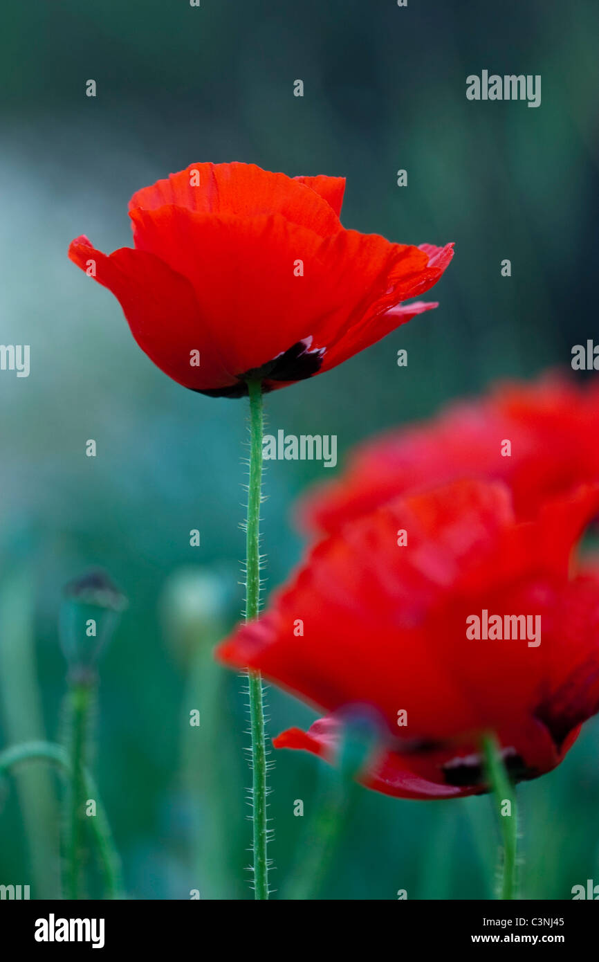 Poppies israel hi-res stock photography and images - Alamy