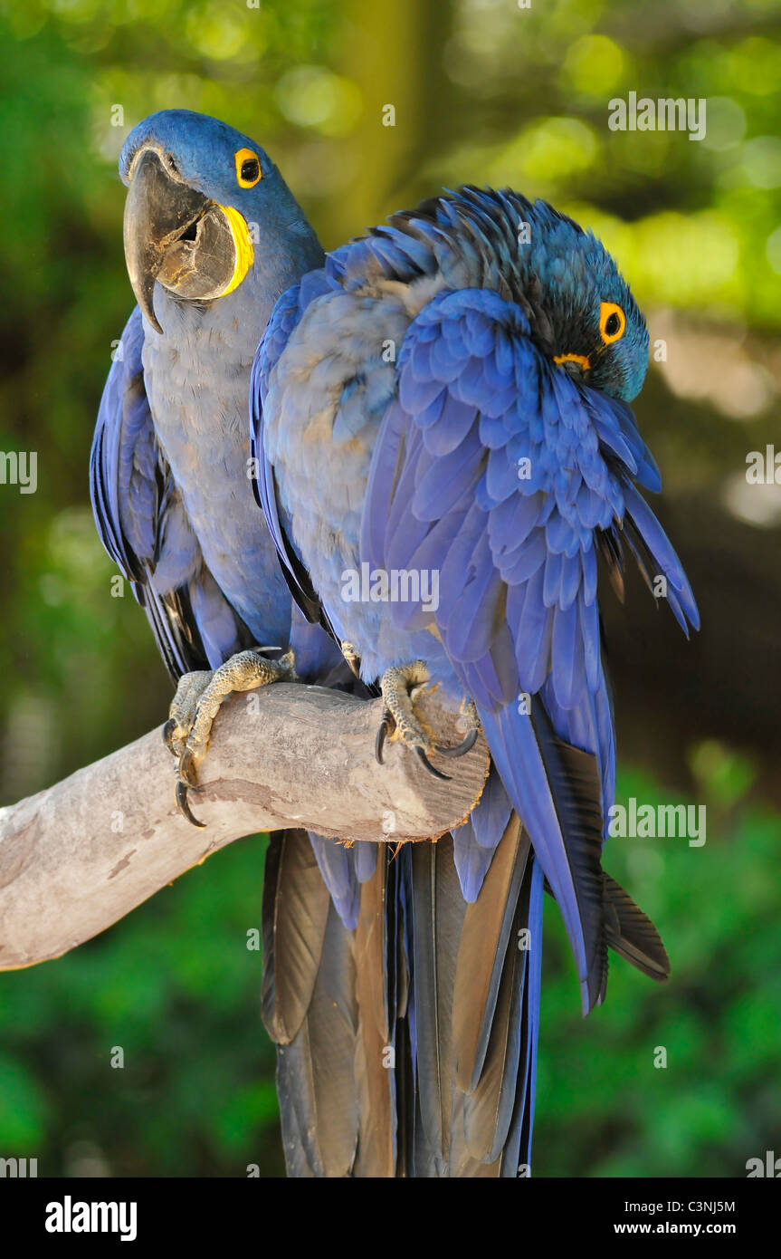 Finger perch hi-res stock photography and images - Alamy