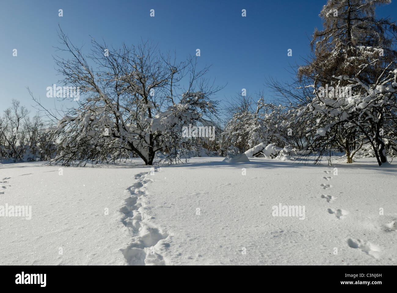 Snowy garden trees hi-res stock photography and images - Alamy