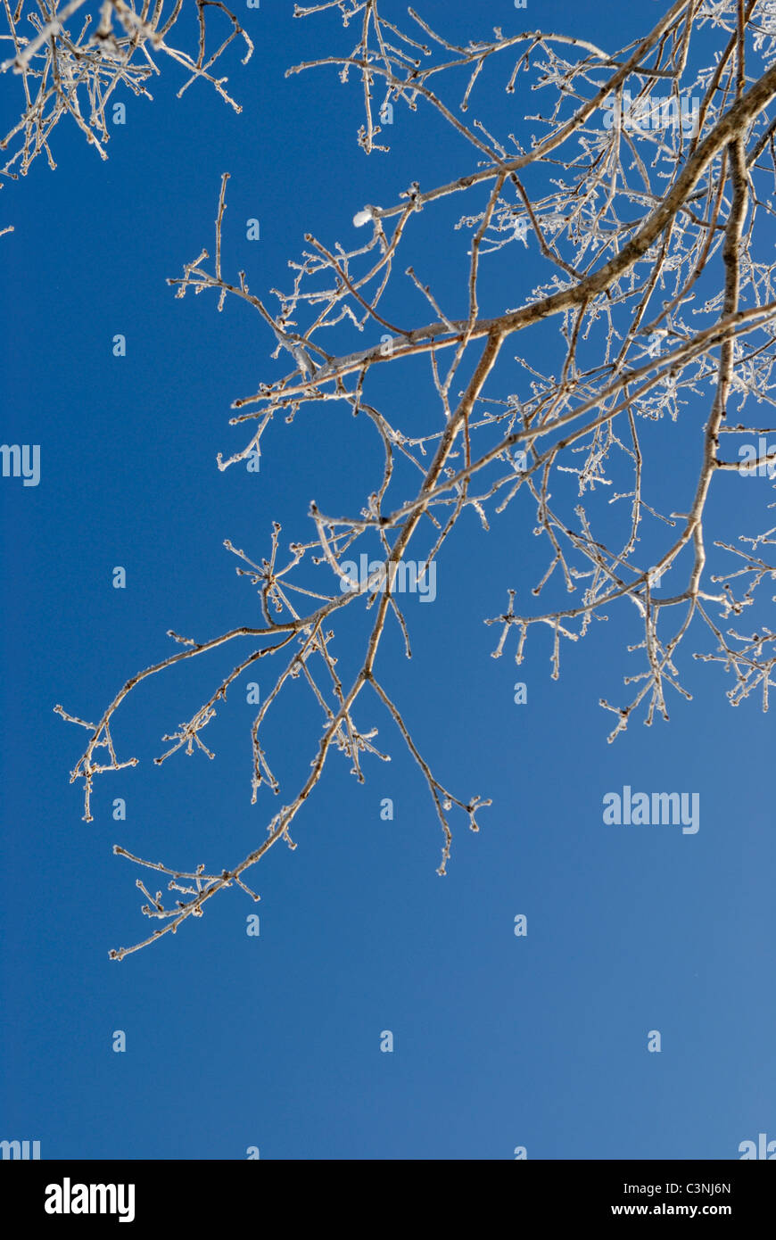Snowy tree branches Stock Photo - Alamy