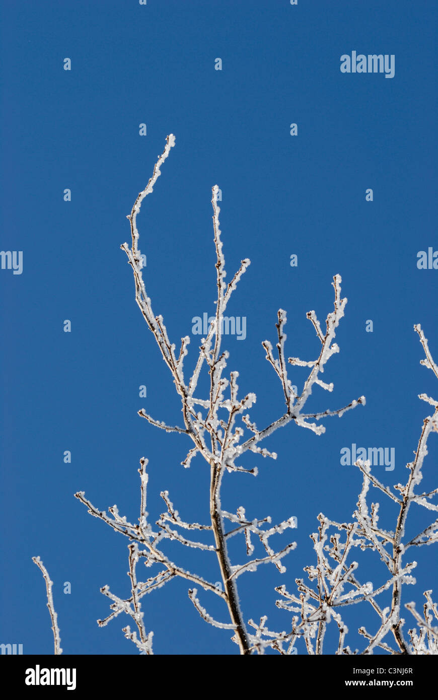 Snowy tree branches Stock Photo - Alamy