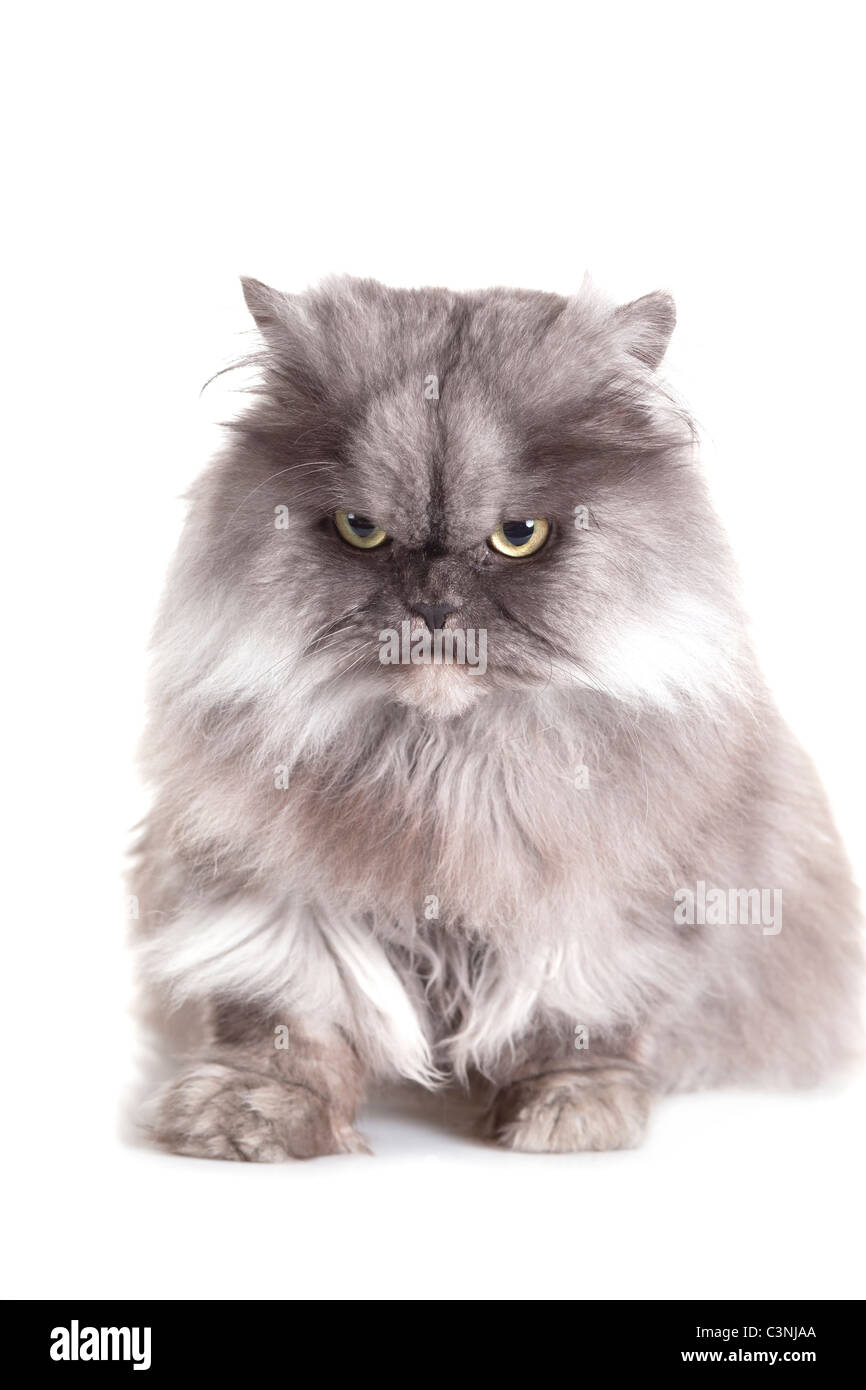 Cat isolated white background Cut Out Stock Images & Pictures - Alamy