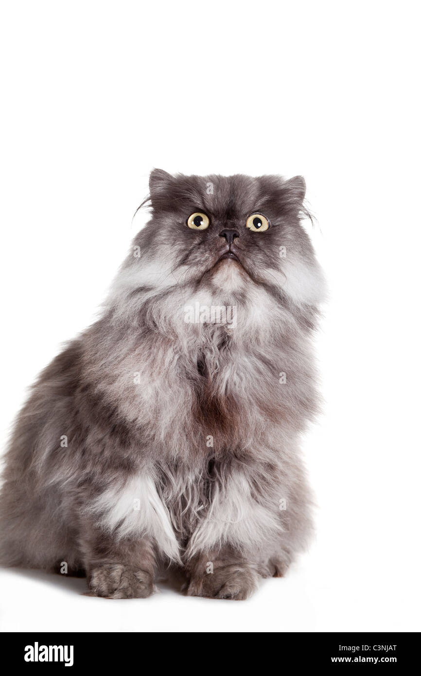 Grey cat face Cut Out Stock Images & Pictures - Alamy