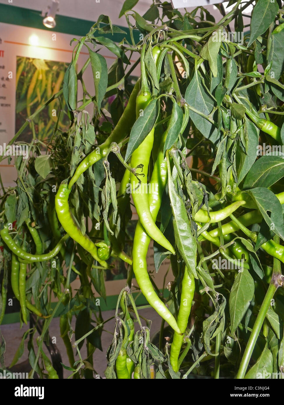 Plant of common chilies hi-res stock photography and images - Alamy