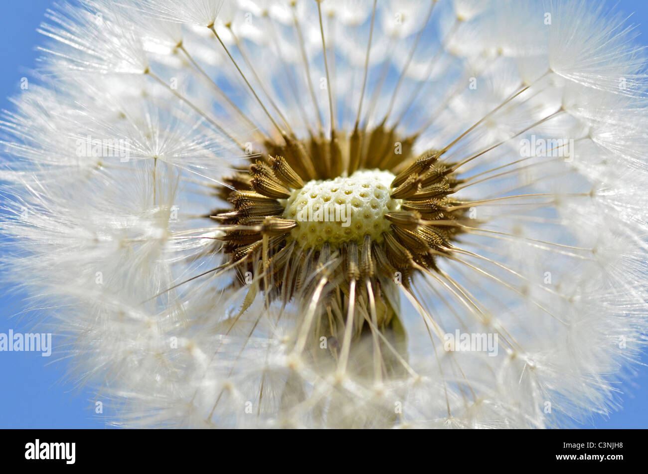 Dandelion flower parachute seed seeds hi-res stock photography and ...