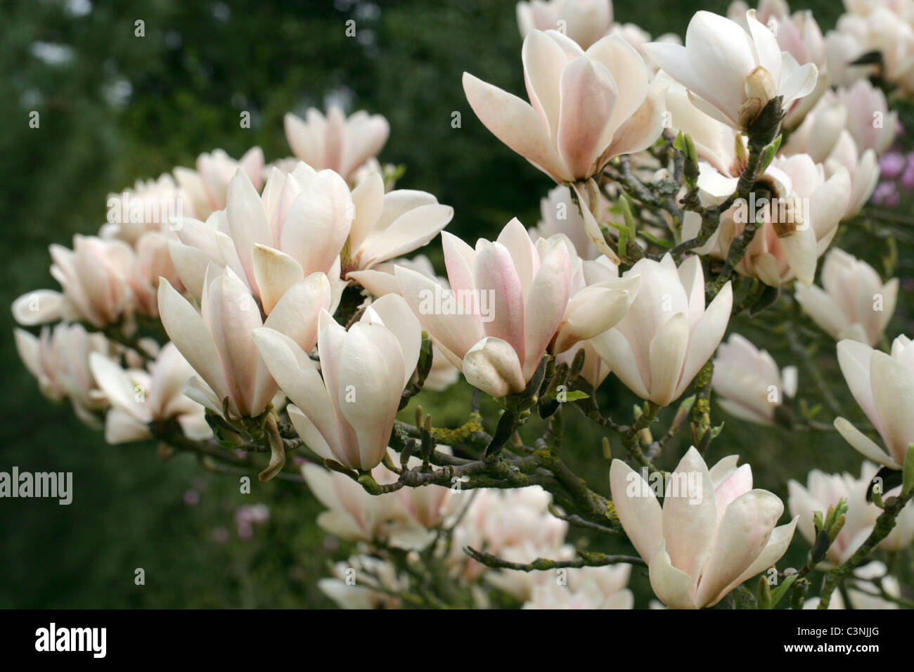 Magnolia "Rouged Alabaster", Magnoliaceae Stock Photo - Alamy