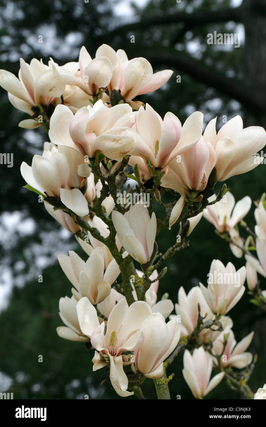 Magnolia "Rouged Alabaster", Magnoliaceae Stock Photo - Alamy