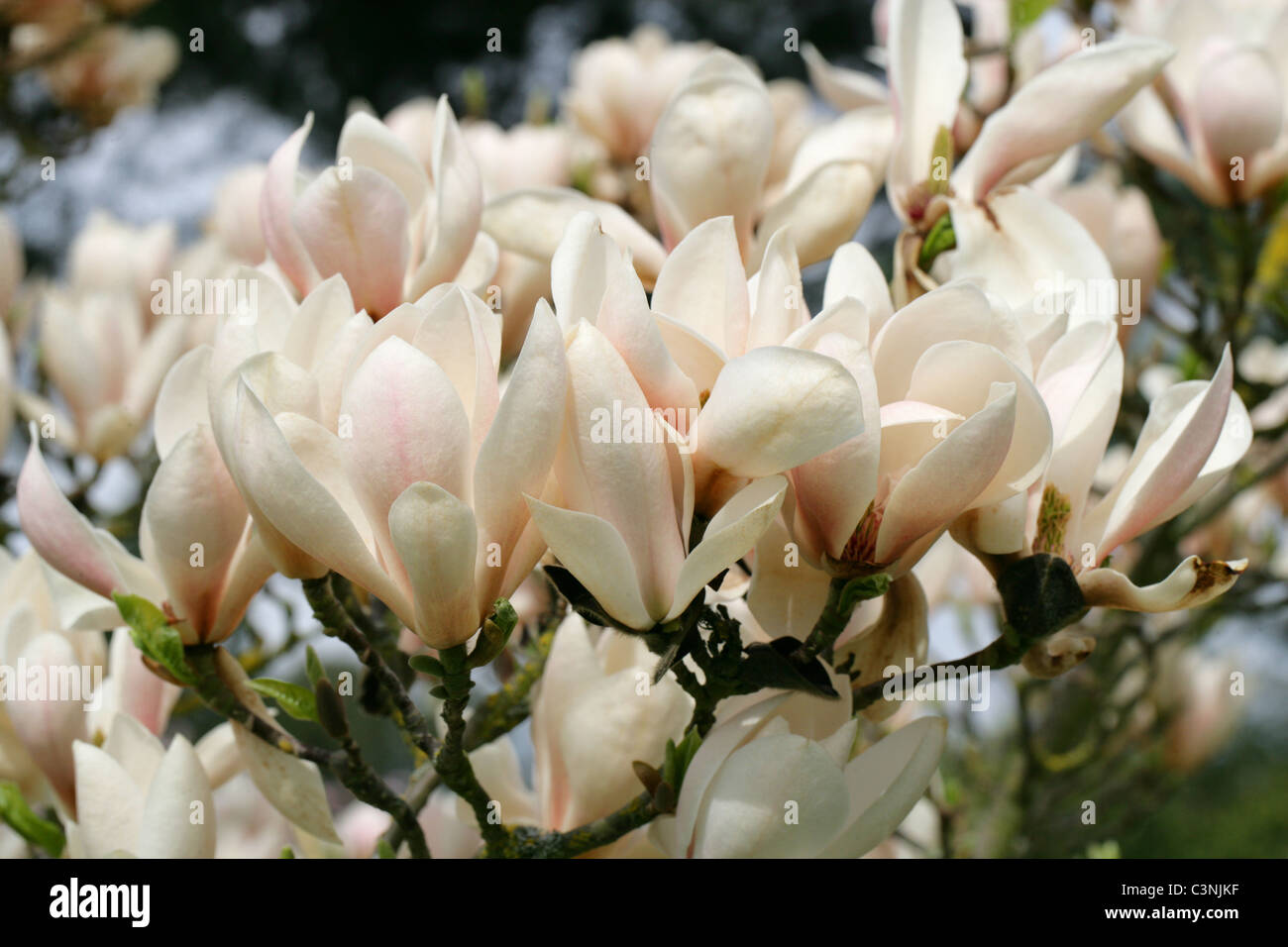 Magnolia "Rouged Alabaster", Magnoliaceae Stock Photo - Alamy