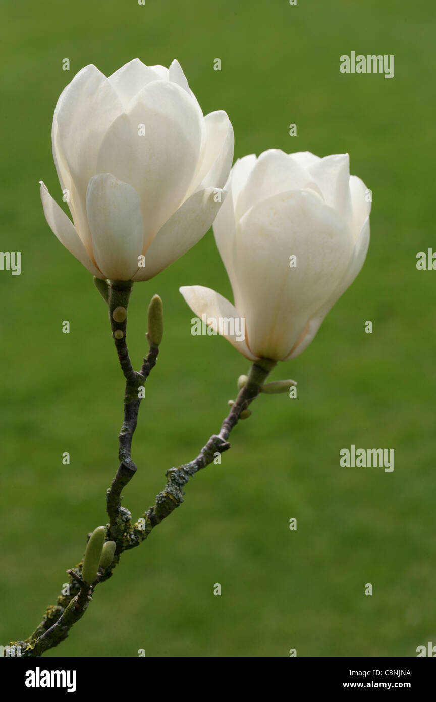 White magnolia x alba hi-res stock photography and images - Alamy