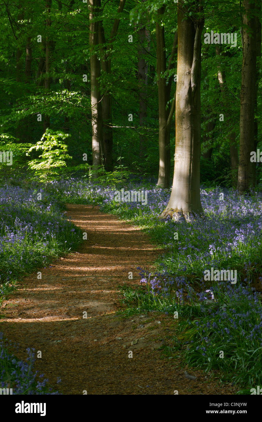 Portrait bluebell format hi-res stock photography and images - Alamy