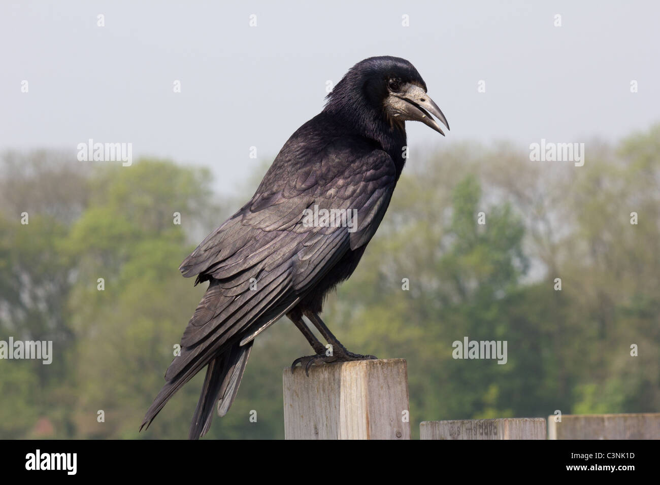 Crow beak hi-res stock photography and images - Alamy