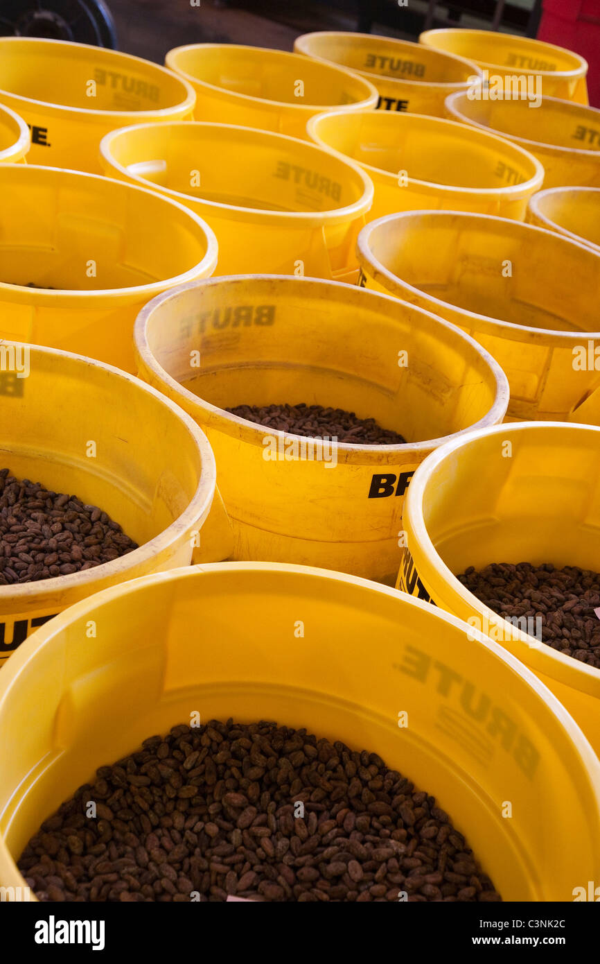 Barrels of roasted cacao beans at the Theo Chocolate Factory Stock ...