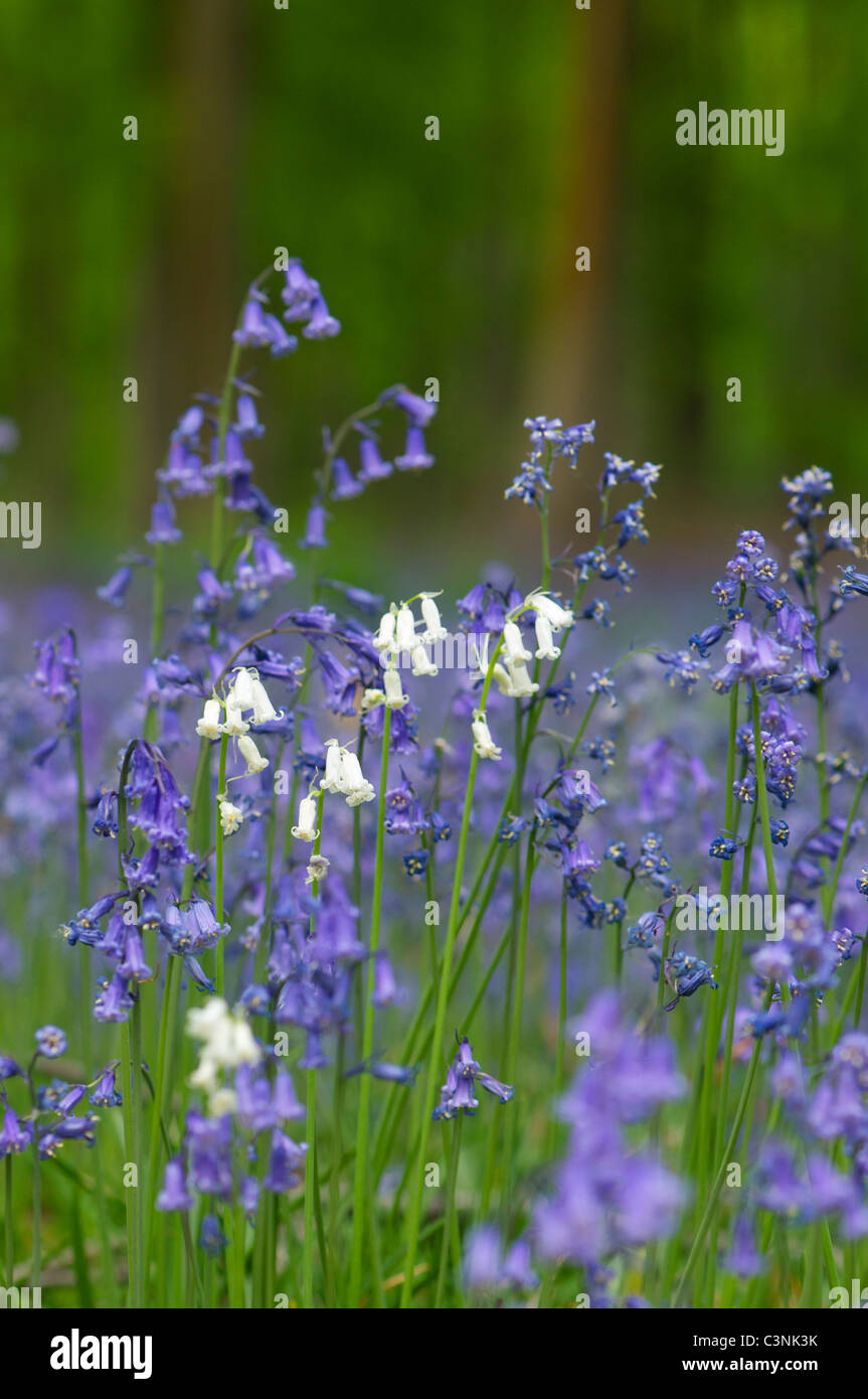 Bluebells portrait format hi-res stock photography and images - Alamy