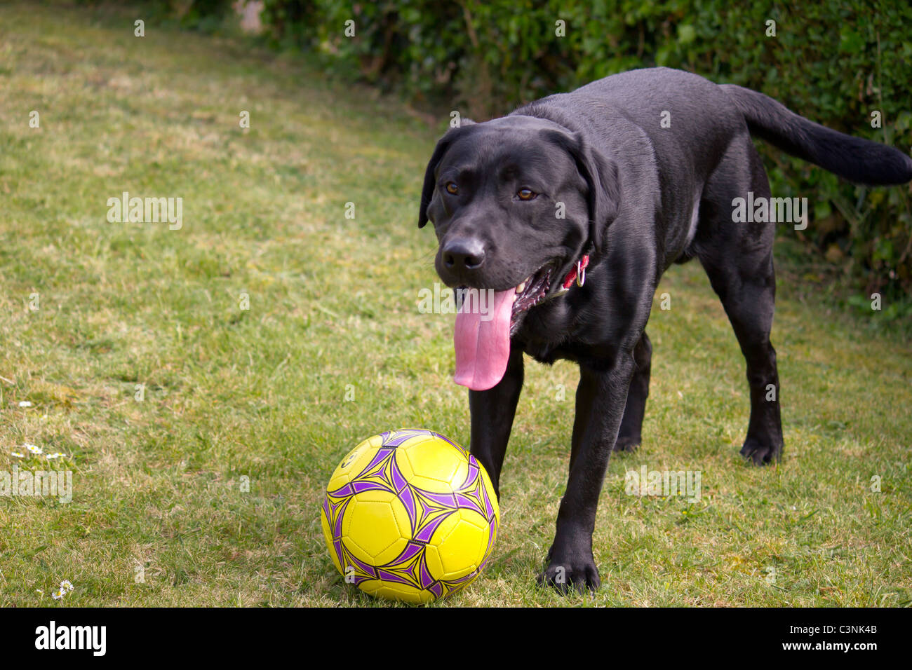 Football labrador hi-res stock photography and images - Alamy