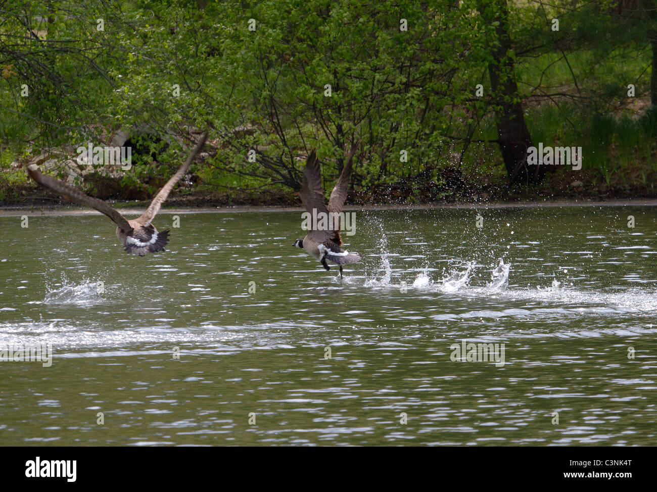 Canada goose gander chases away rival from pond in early New England ...