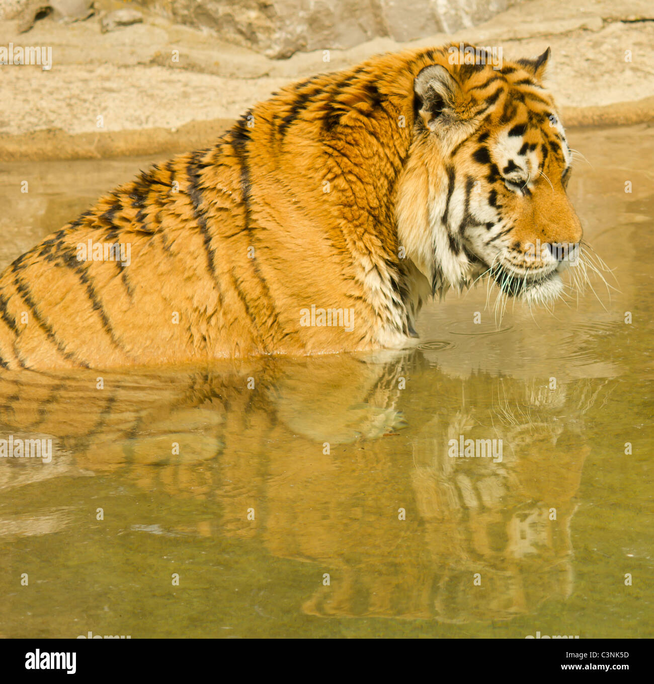 Bengal tiger relaxing cooling off hi-res stock photography and images ...