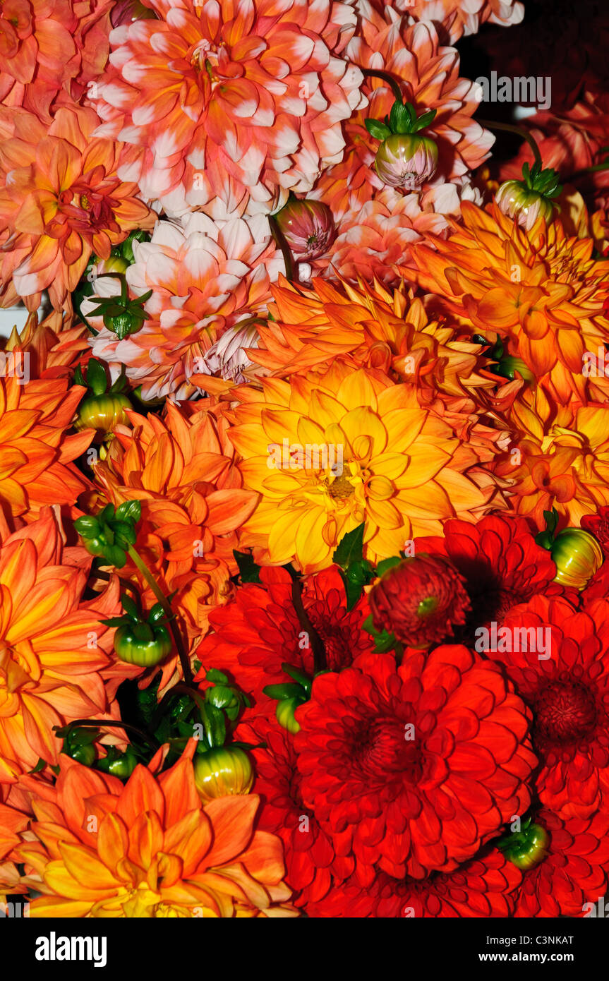 Cluster of main flower hi-res stock photography and images - Alamy