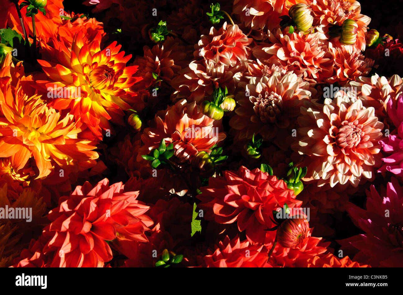 Cluster of main flower hi-res stock photography and images - Alamy