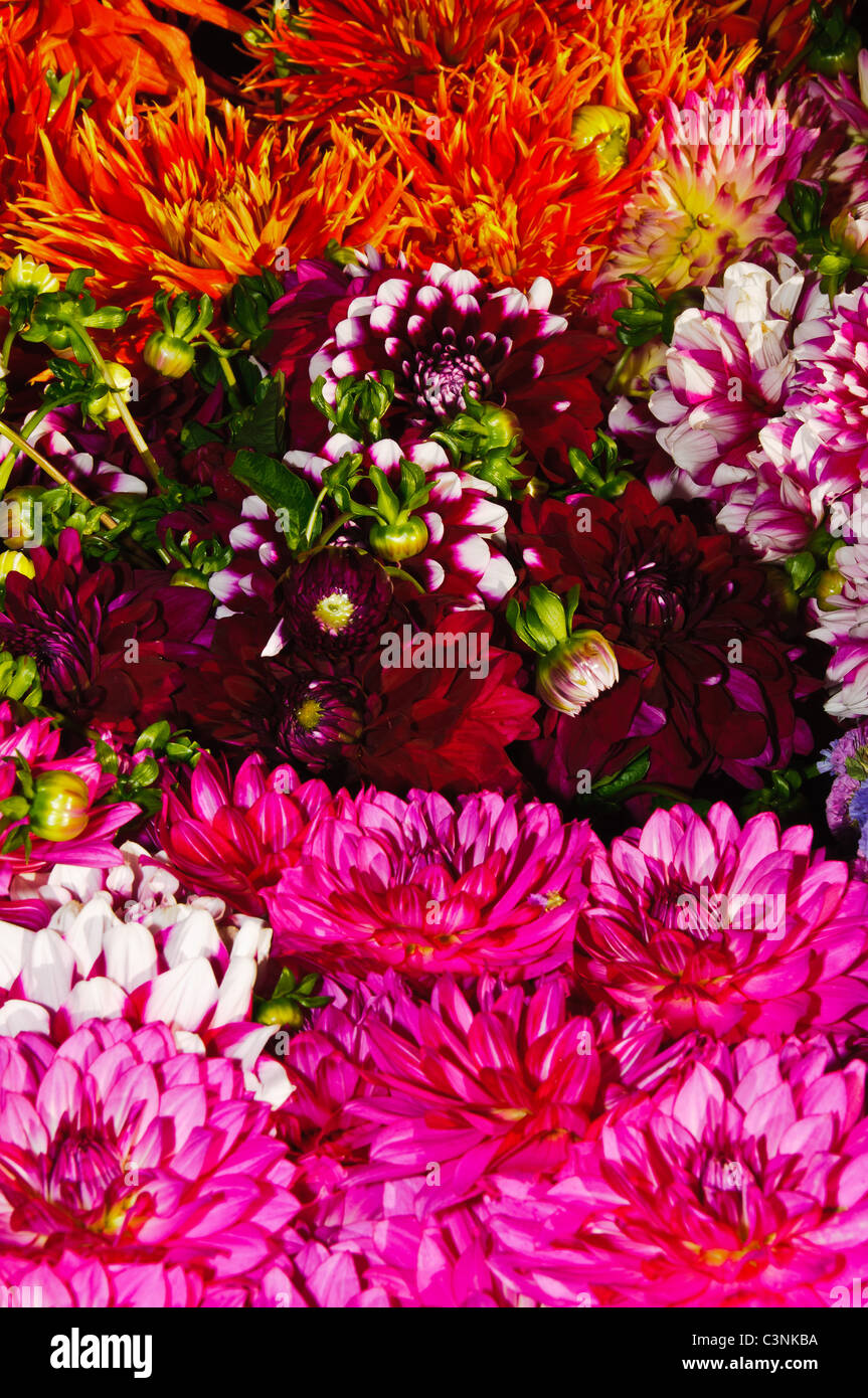 Cluster of main flower hi-res stock photography and images - Alamy