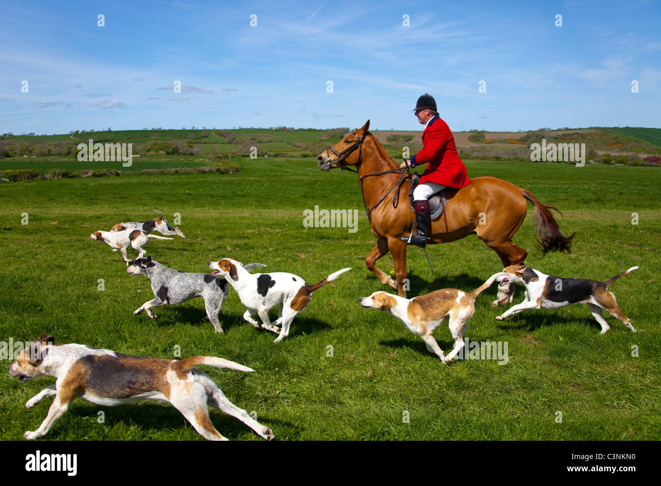 Hounds chasing foxes hi-res stock photography and images - Alamy