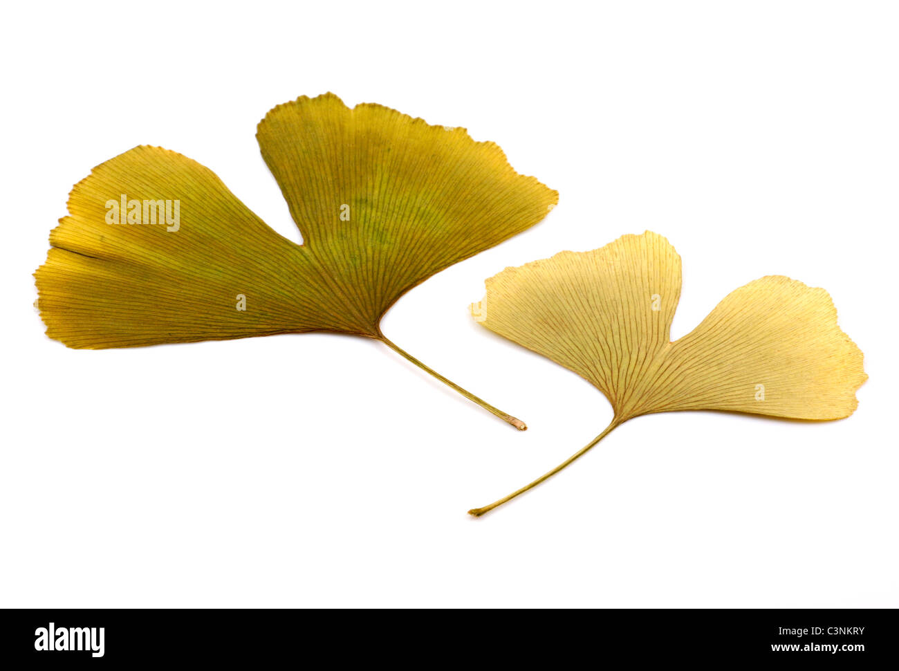 Young ginkgo tree Cut Out Stock Images & Pictures - Alamy