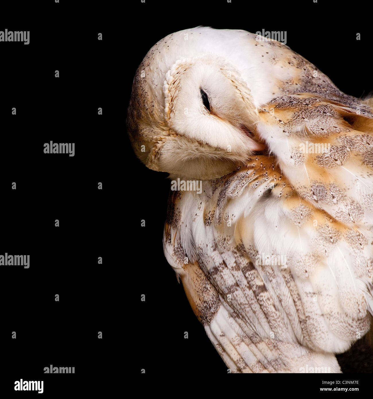 Barn Owl - Tyto alba Stock Photo - Alamy