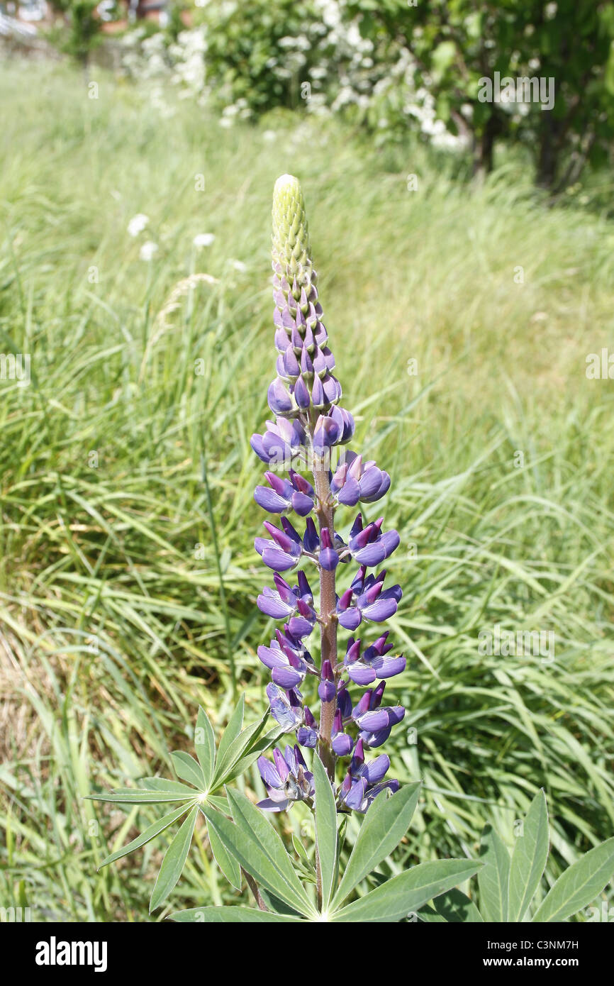 Lupin flower spike hi-res stock photography and images - Alamy