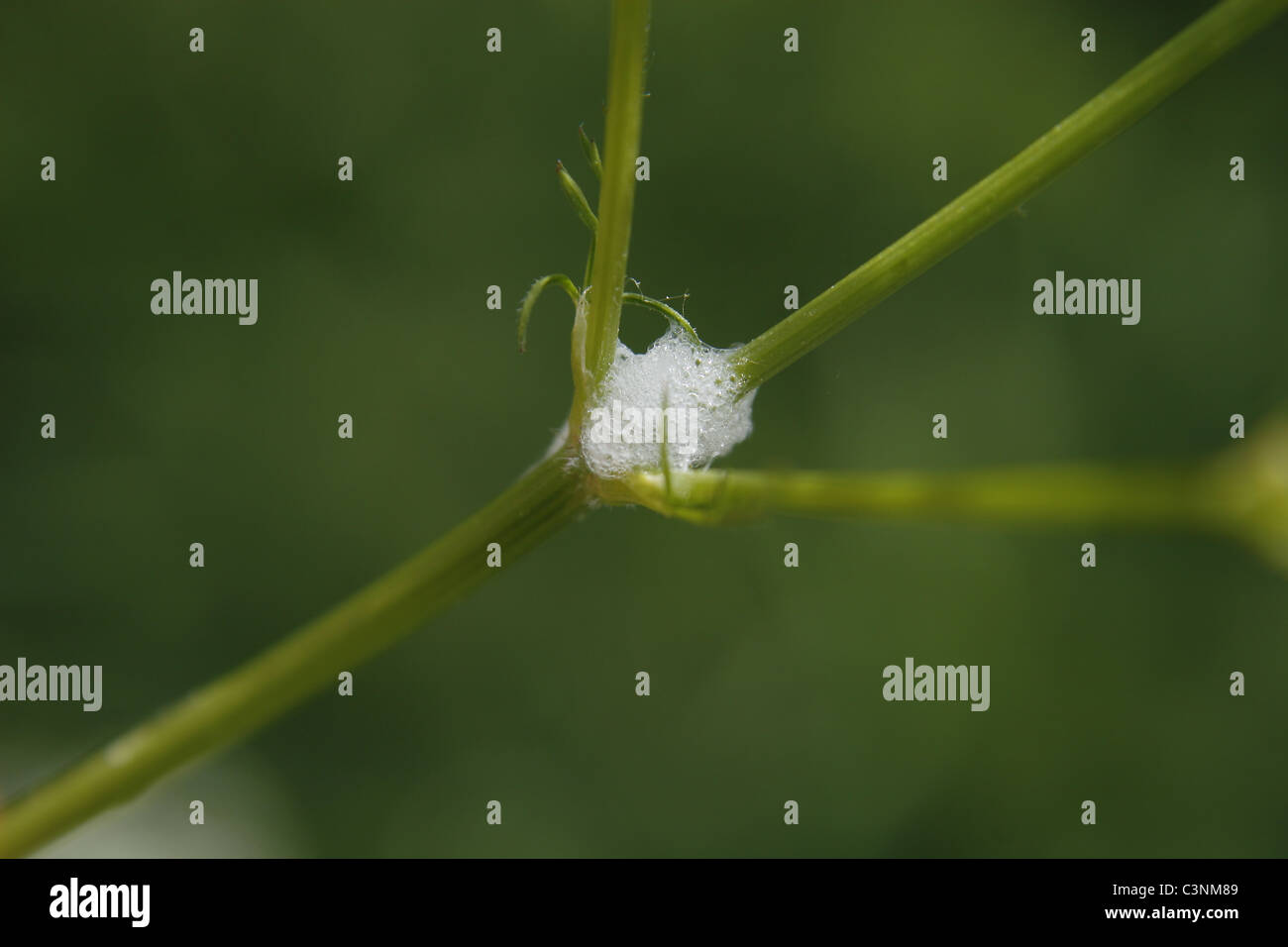 Cuckoo spit from a juvenile froghopper on cow parsley stem. Worksop ...
