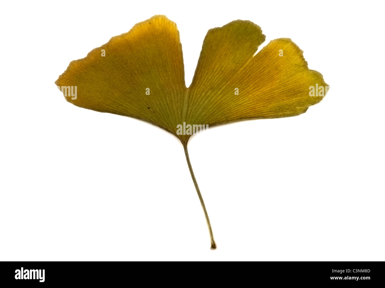 Horizontal Ginkgo Tree Cut Out Stock Images & Pictures - Alamy