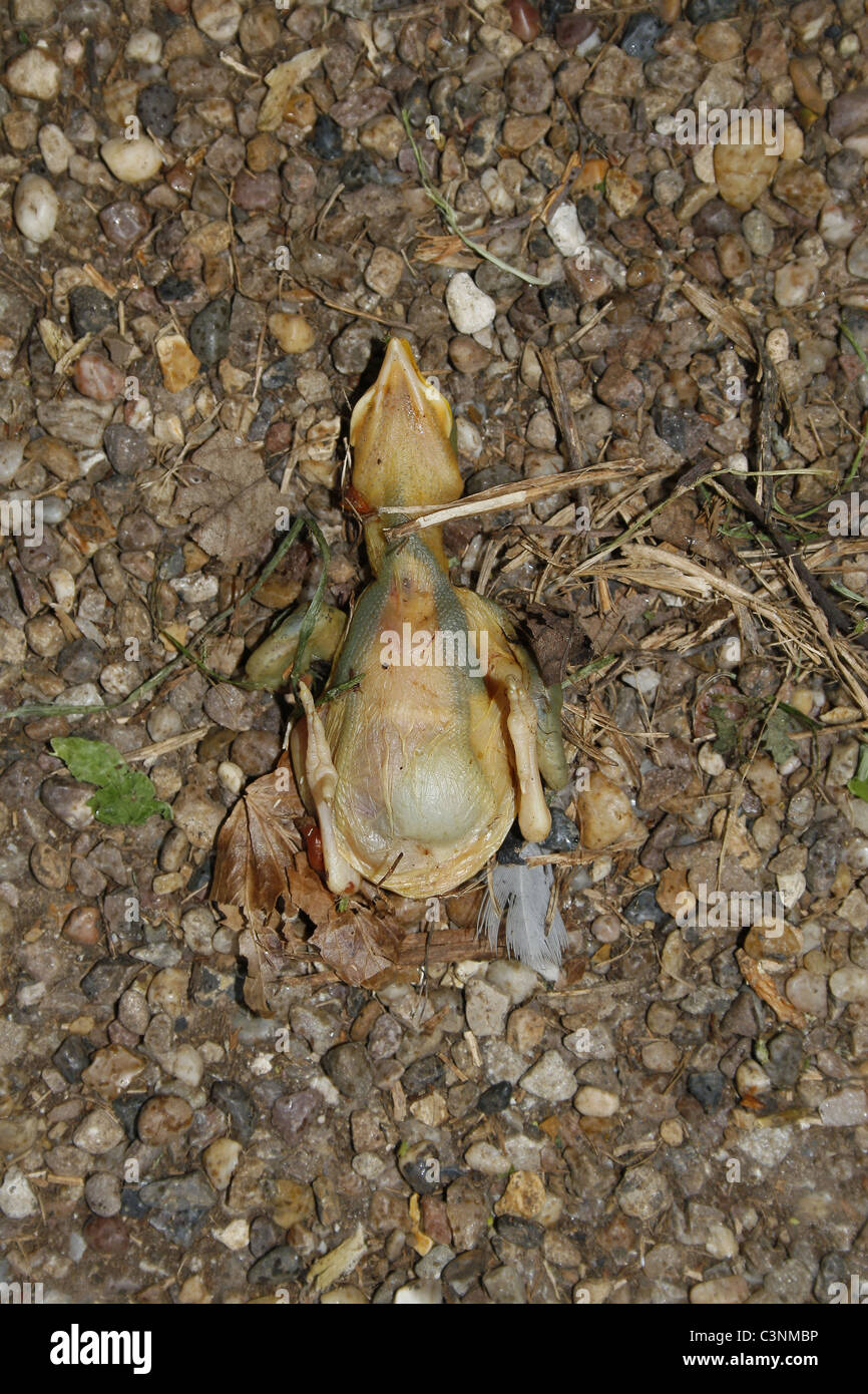 dead baby bird on gravel path next to chesterfield canal. Worksop ...