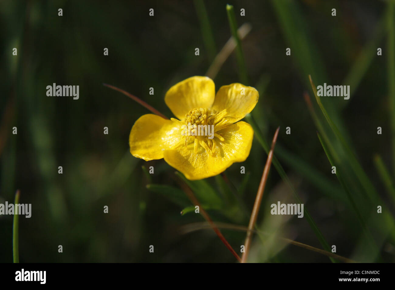 Ranunculus bulbosus hi-res stock photography and images - Alamy