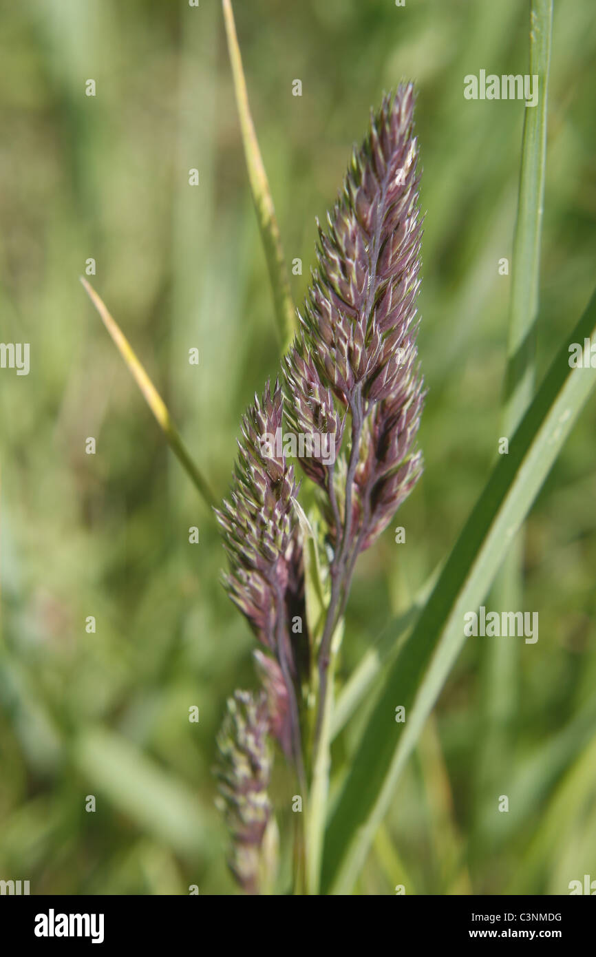 Cocksfoot grass hi-res stock photography and images - Alamy