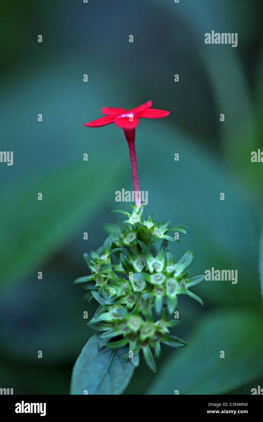 Penta flower hi-res stock photography and images - Alamy