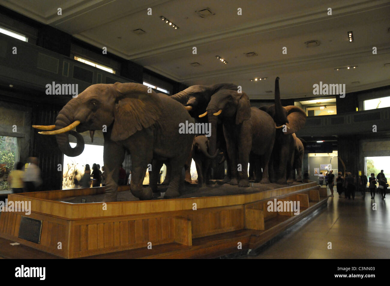 Elephants at the Natural History museum New York Stock Photo - Alamy