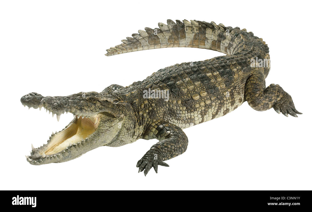 The crocodile hunter Cut Out Stock Images & Pictures - Alamy