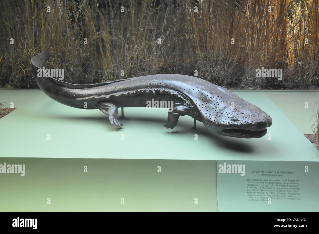 Salamander fish hi-res stock photography and images - Alamy