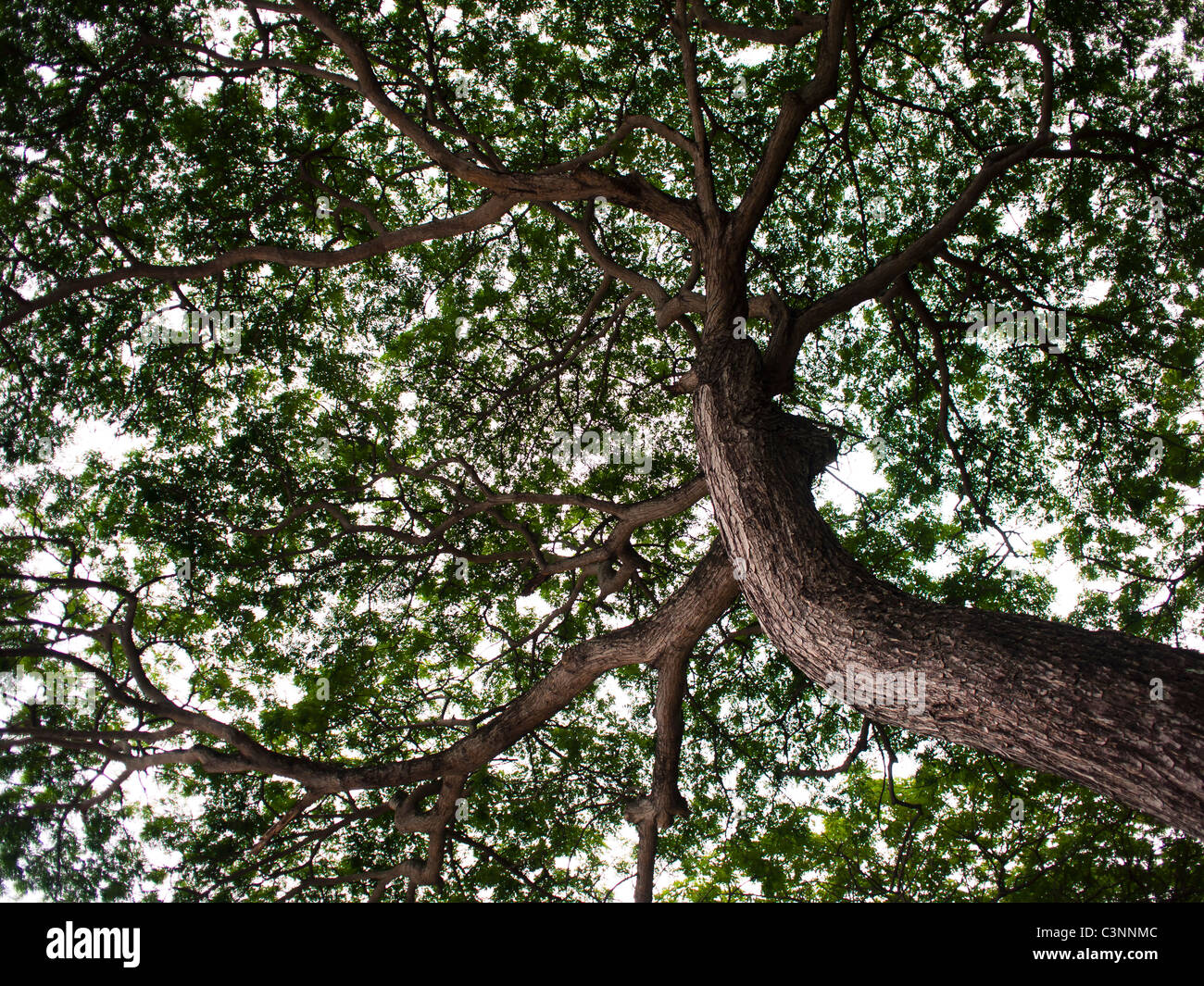 Rain tree and pod hi-res stock photography and images - Alamy