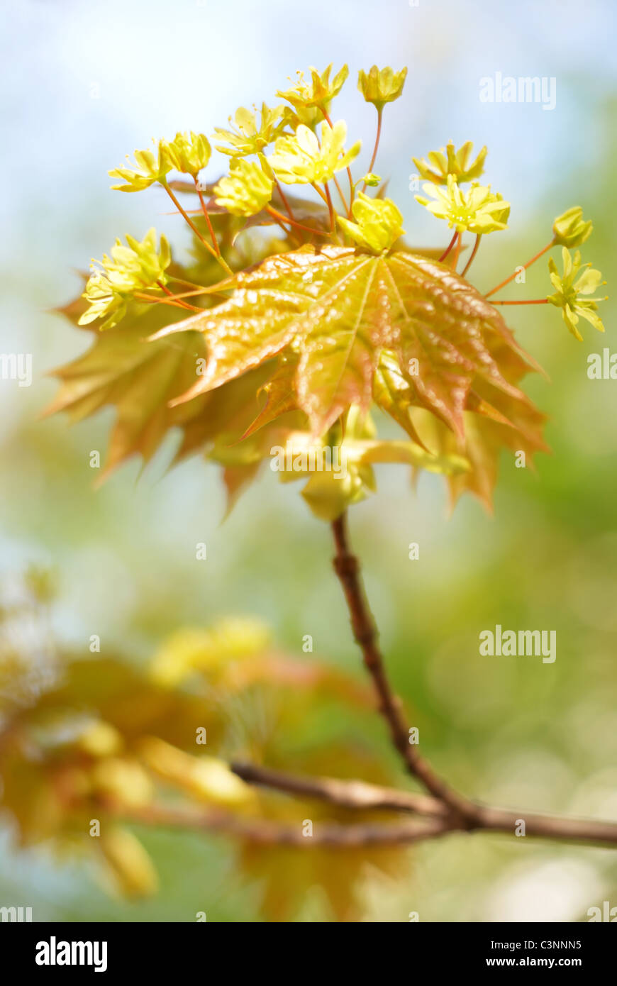 spring leaves of maple and shallow flowers on a branch Stock Photo - Alamy