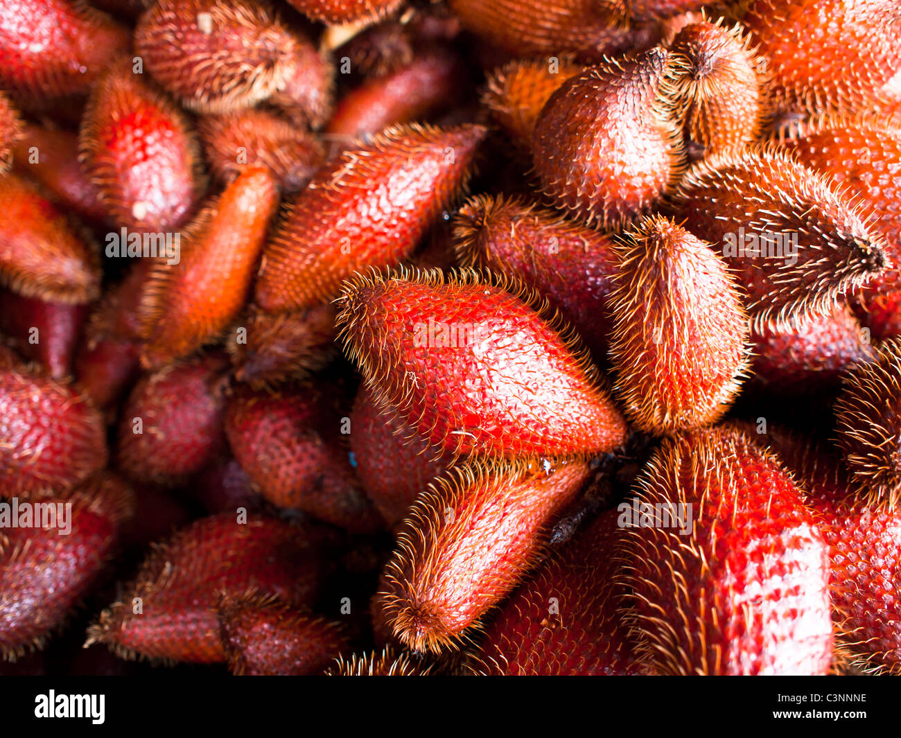Salacca is a tropical Palm Fruit known as Sala in Thailand Stock Photo ...