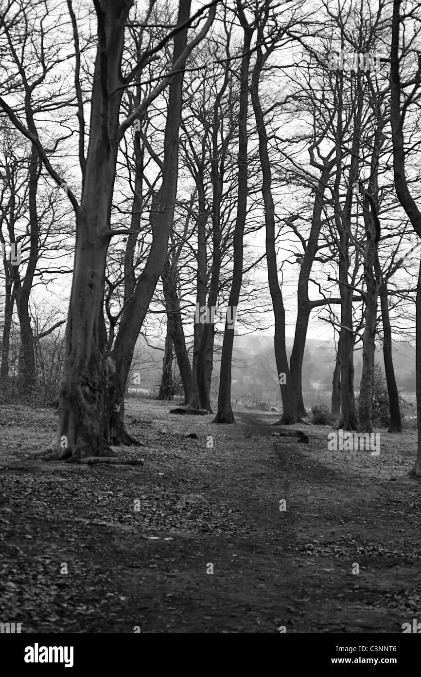 Grayscale Nature Photography Grayscale Photo Of Grass Field Photo