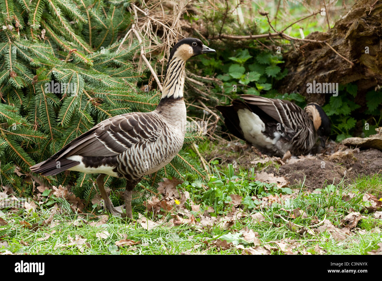 Hawaiian geese sandvicensis gander in hi-res stock photography and ...