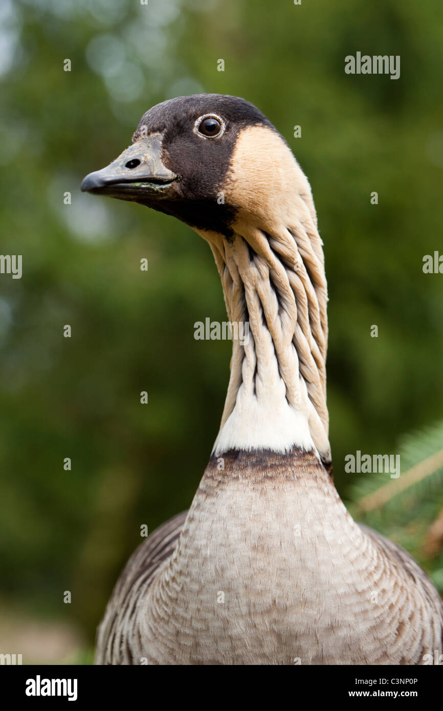 Vertical portrait format viewpoint hi-res stock photography and images ...